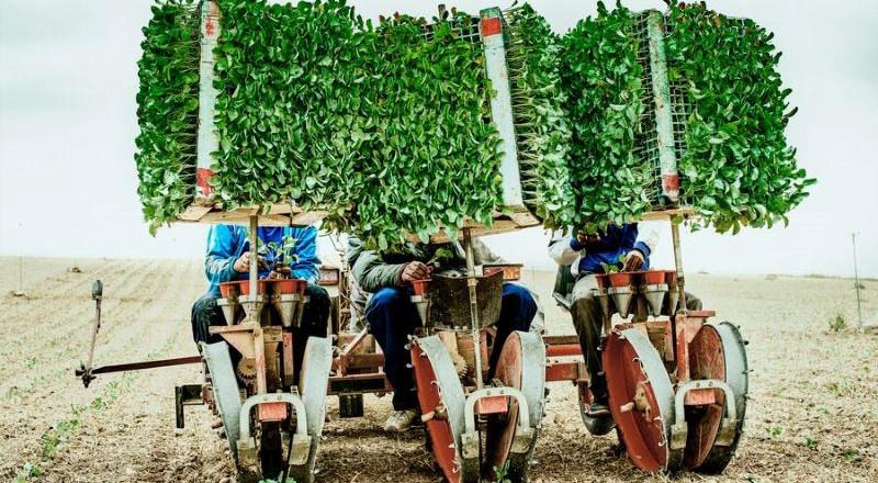 Di cosa parliamo quando parliamo di agricoltura sostenibile | ING